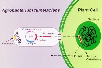 The mechanism of Agrobacterium-mediated transformation of eukaryotic cells - Leiden University