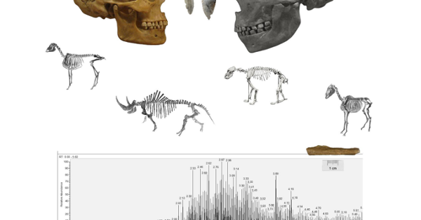 MS/MS-based bone CHIP species identification - Leiden University