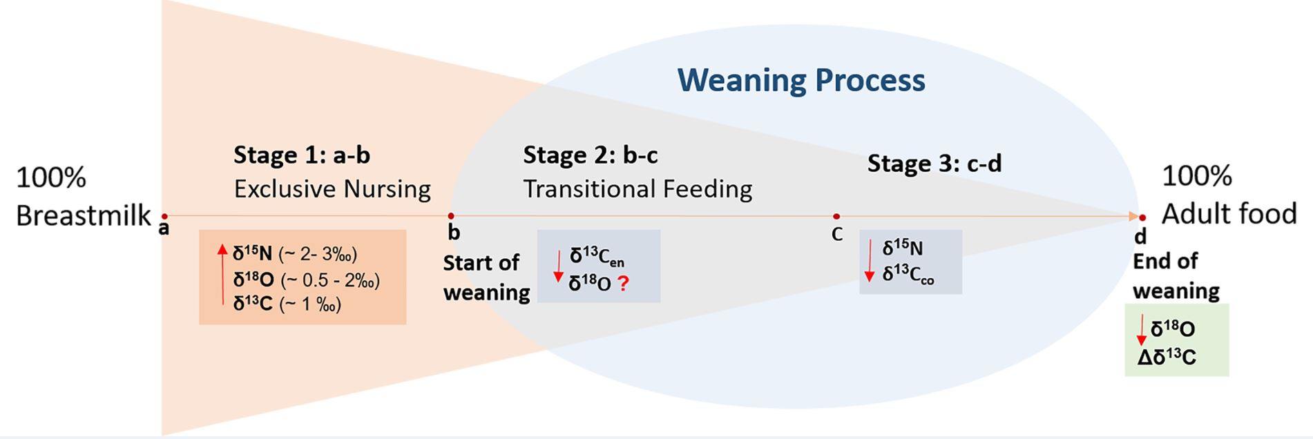 Innovative research offers new insight into ancient infant feeding ...