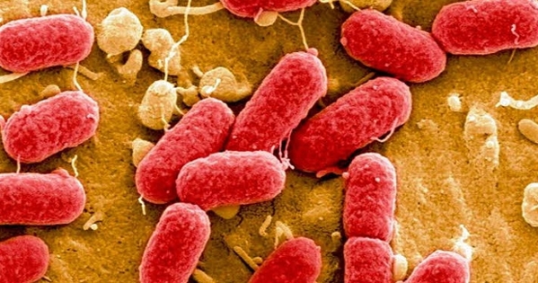 Genomen van bacteriën in kaart brengen om infectieziektes te bestrijden ...