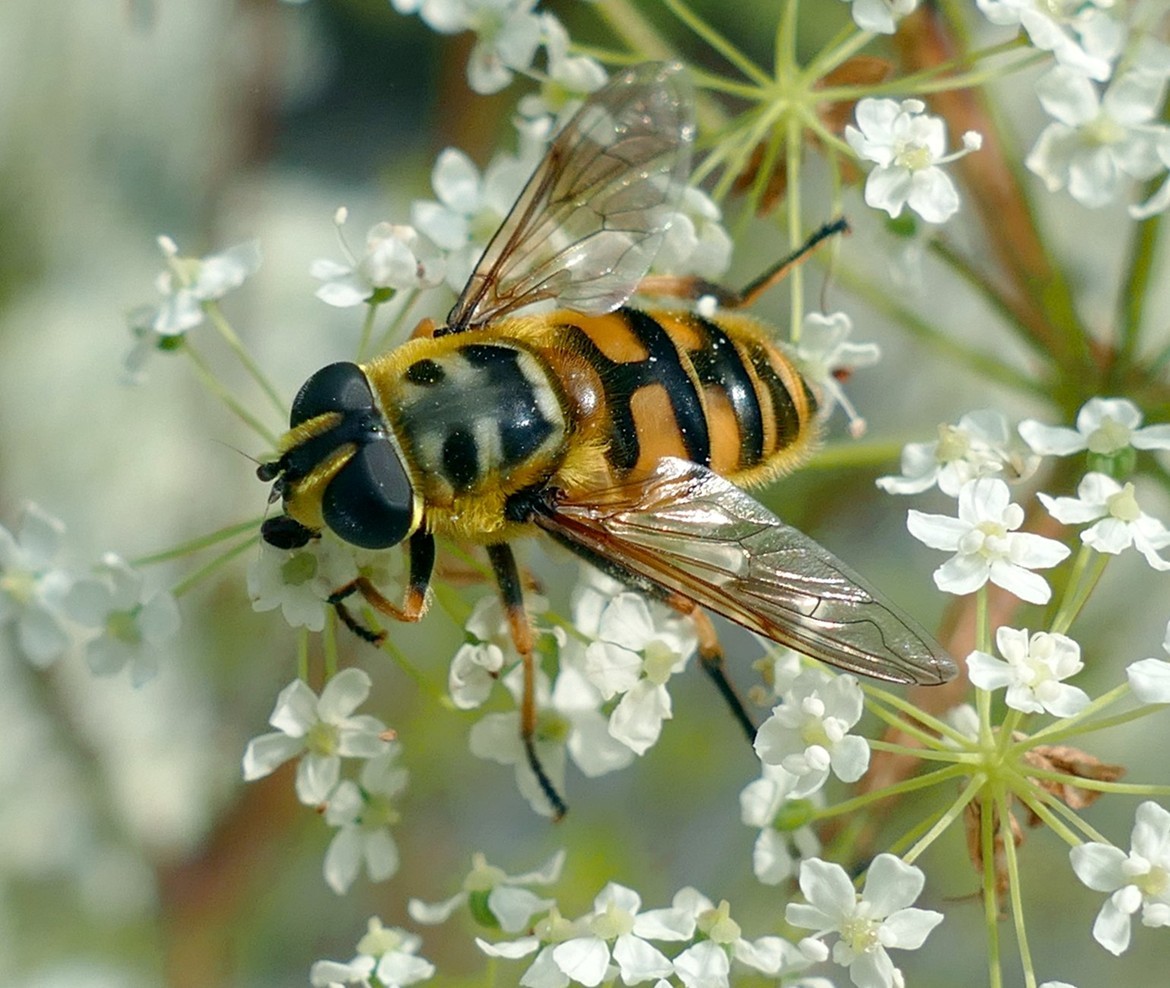 Hortus Lab Unveils Species' Hidden Ties with Tech | Mirage News