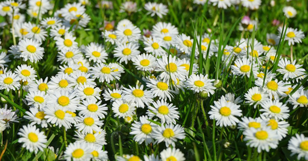 National flower: The daisy is everywhere thanks to men with mowers ...
