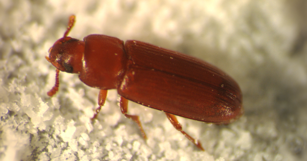 Aanpassen aan klimaatverandering: door mutatie kunnen meelkevers zich ...