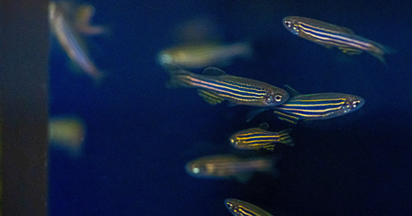 Bold and anxious fish help in the hunt for medication for ADHD and ...