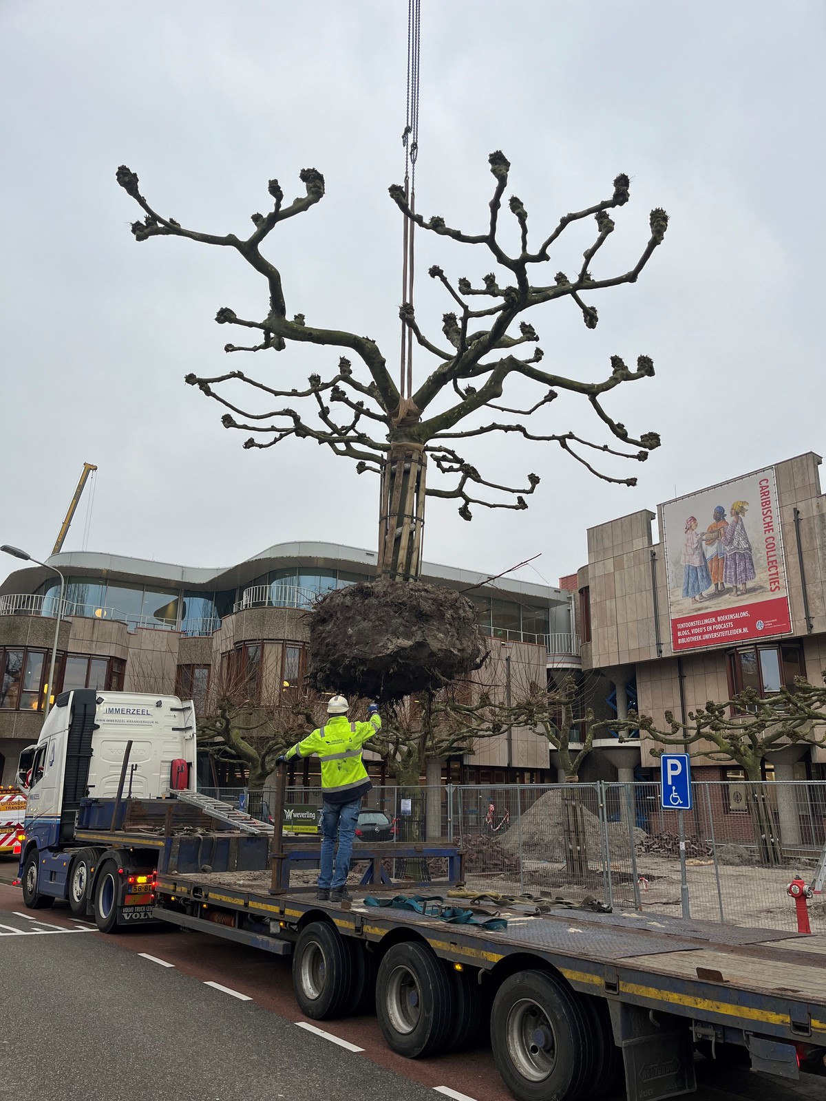 Plane trees moved to Herta Mohr building - Leiden University