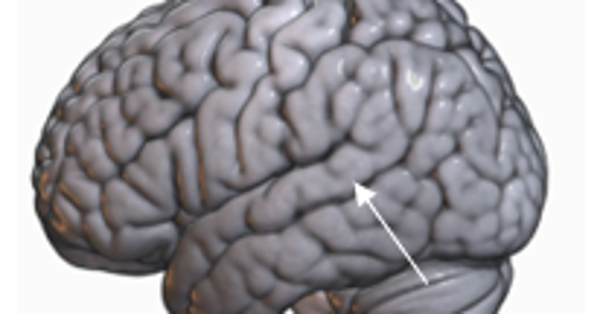 Does the human brain process angry voices automatically? - Leiden University