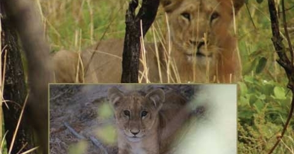 Lions of West Africa : ecology of lion (Panthera leo Linnaeus 1975 ...