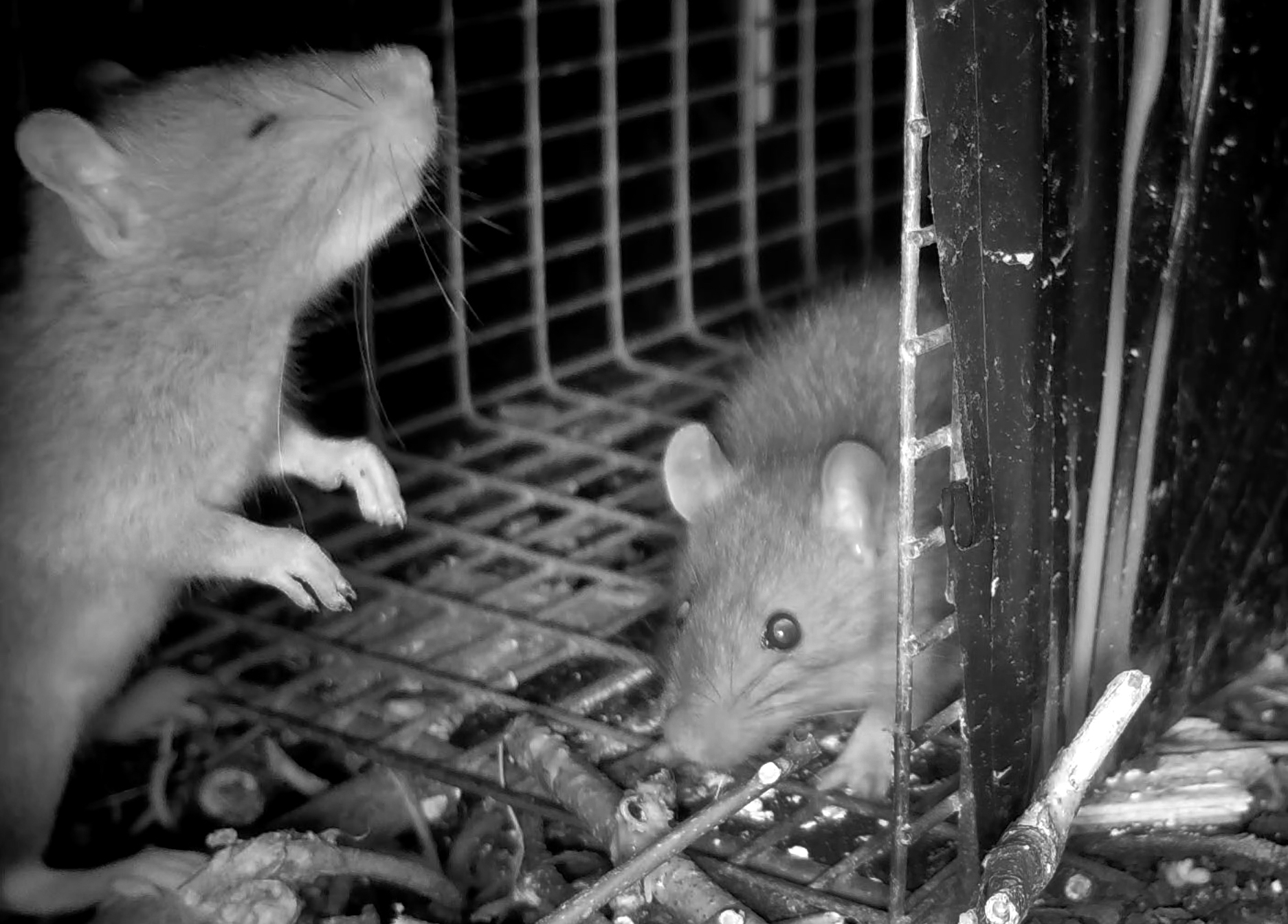 HURP: Helsinki Urban Rat Project - Leiden University