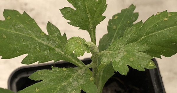 Sticky insects: plants protected with biological glue - Leiden University