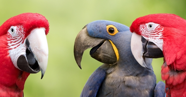 Animal Sciences - Leiden University