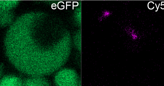 Bacteria without cell wall gobble up DNA from environment - Leiden ...