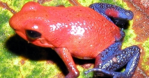 Poisonous colours increase chances of sexual success - Leiden University