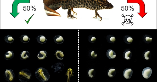 Evolutionary traps – Balanced lethal systems - Leiden University