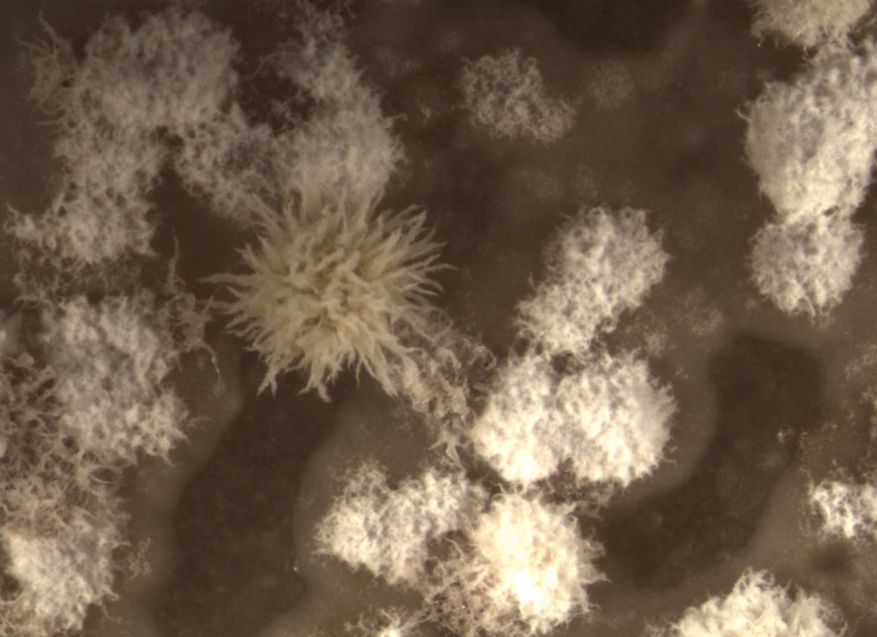 How mammoth poop contributes to antibiotics research - Leiden University