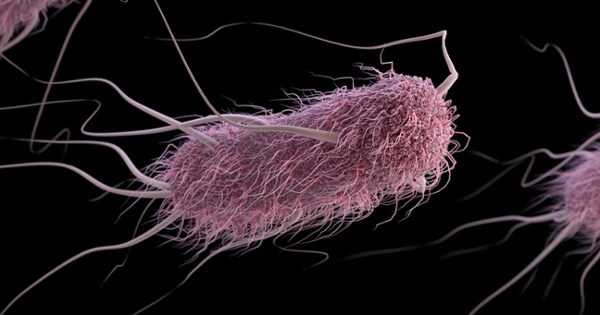 Evolution of bacterial movement revealed - Leiden University