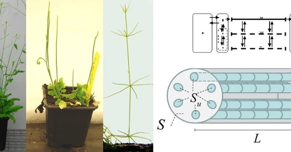 Plant BioDynamics Laboratory - Leiden University
