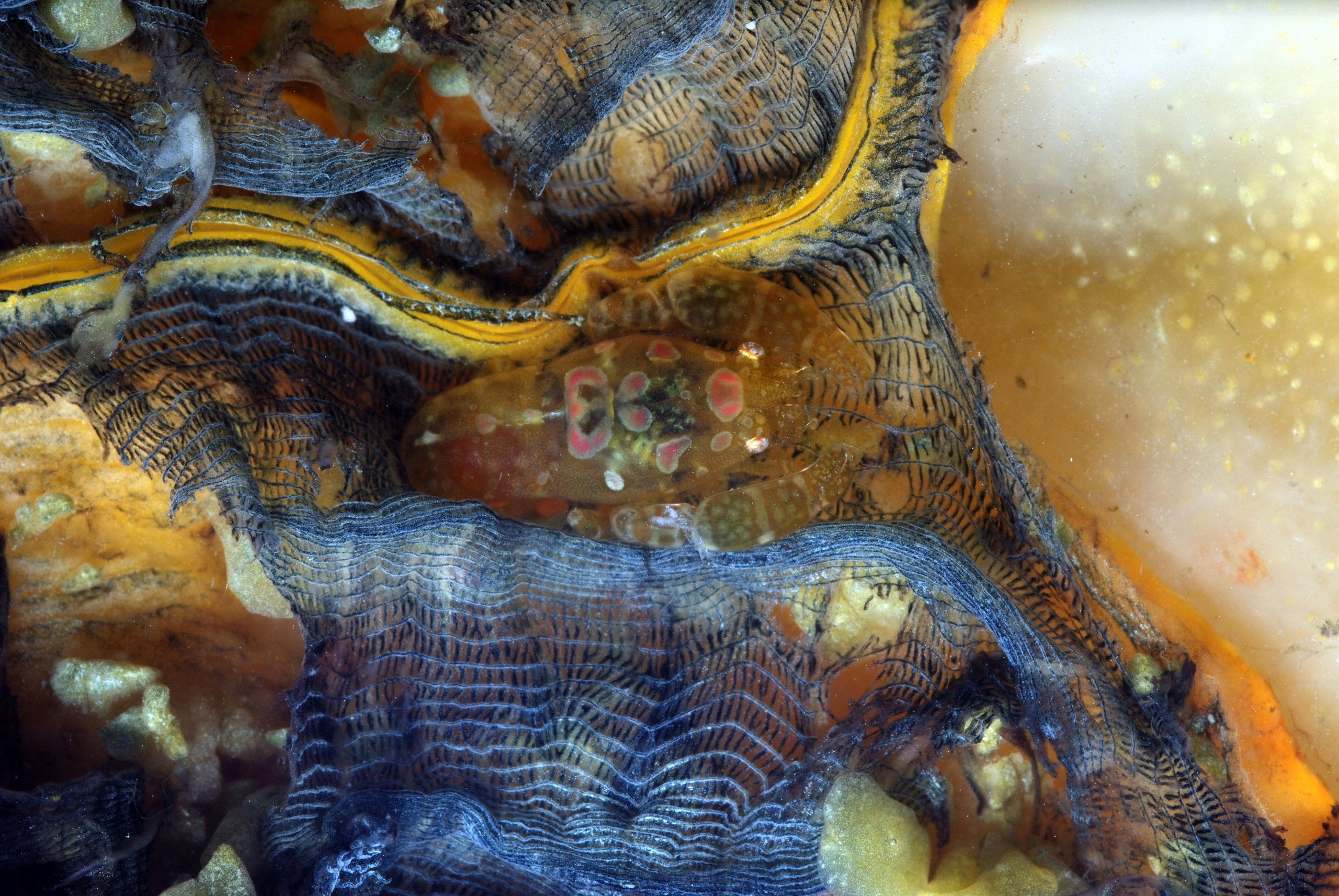 Student discovers new shrimp species by chance - Leiden University