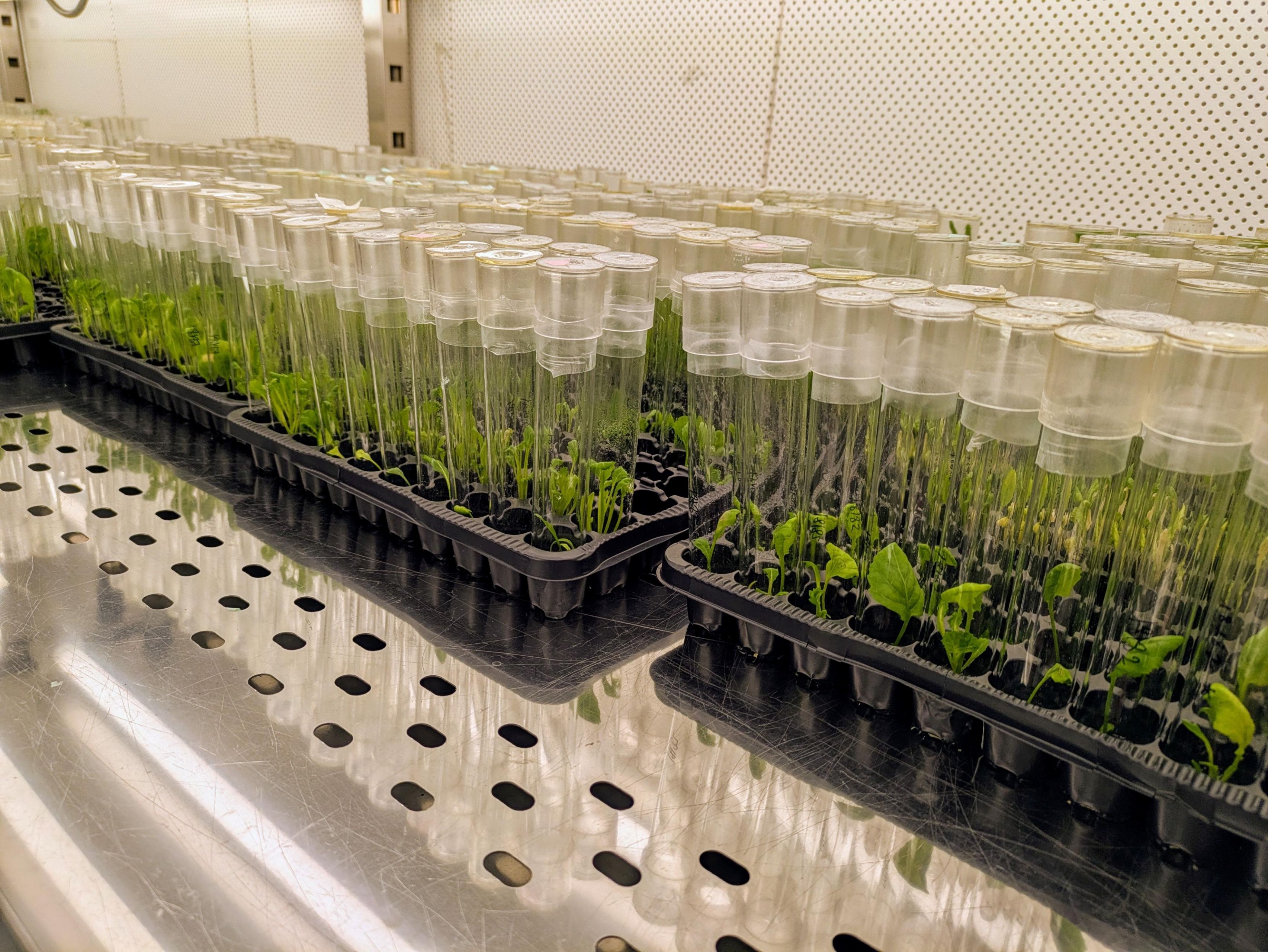 Plant Growth Facility - Leiden University