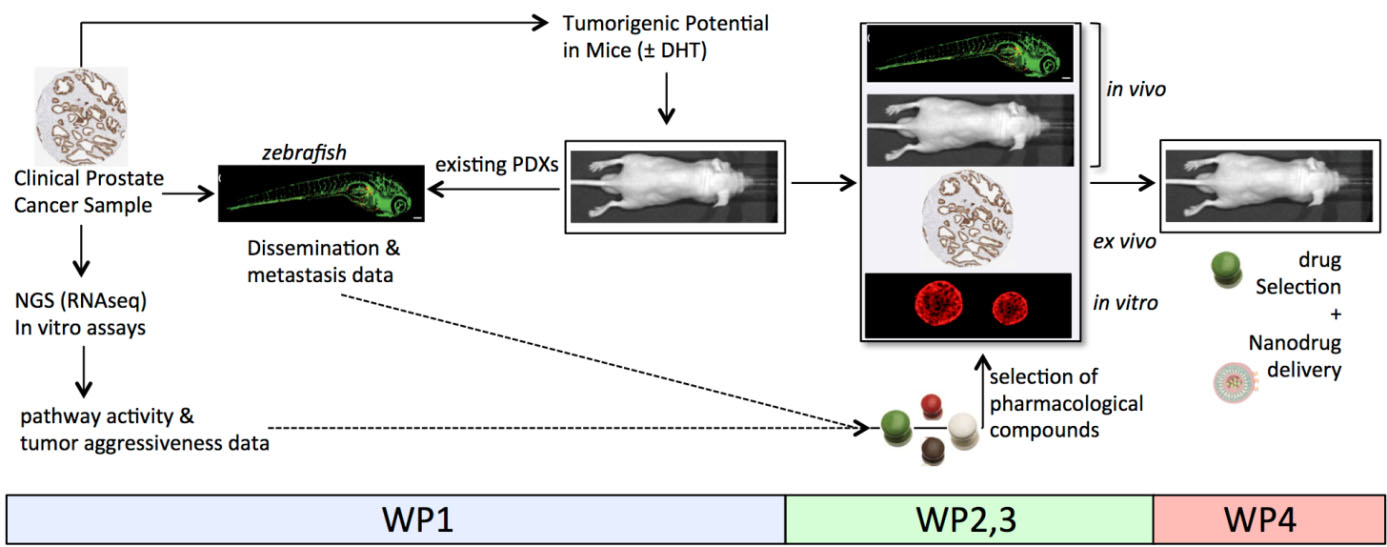 PROPER: ‘Near-patient’ prostate cancer models for the assessment of ...