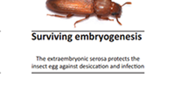 Surviving embryogenesis: The extraembryonic serosa protects the insect ...