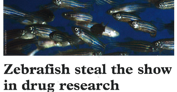 Rob van Wijk over de rol van de zebravis in medicijnonderzoek ...