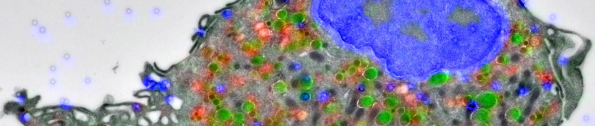 Bio-organic Synthesis - Leiden University