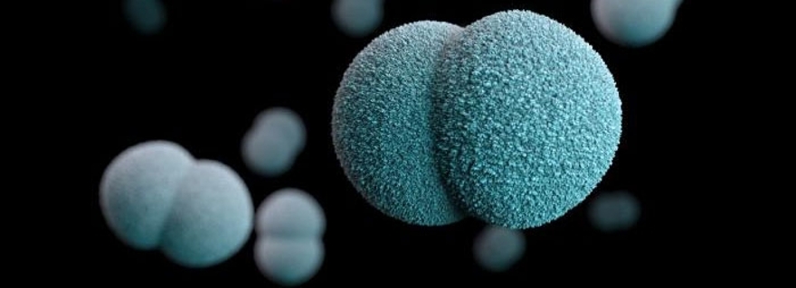 Een synthetisch vaccin tegen meningokokken - Universiteit Leiden Een synthetisch vaccin tegen meningokokken - Universiteit Leiden
