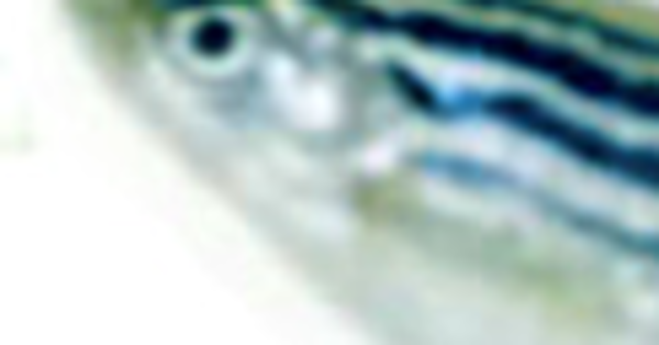 Magnetic Resonance Imaging of the Adult Zebrafish - Leiden University