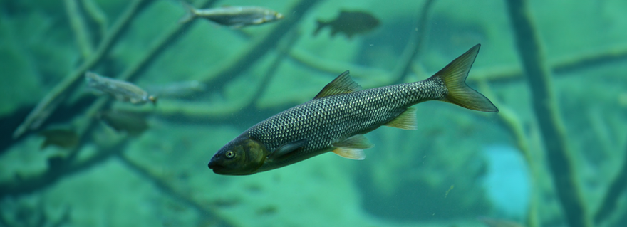 How light and noise pollution disrupt aquatic life - Leiden University