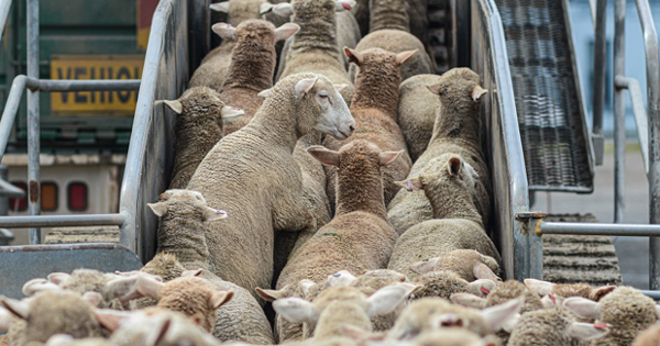 18 billion animals a year: they die, but never end up on our plate ...