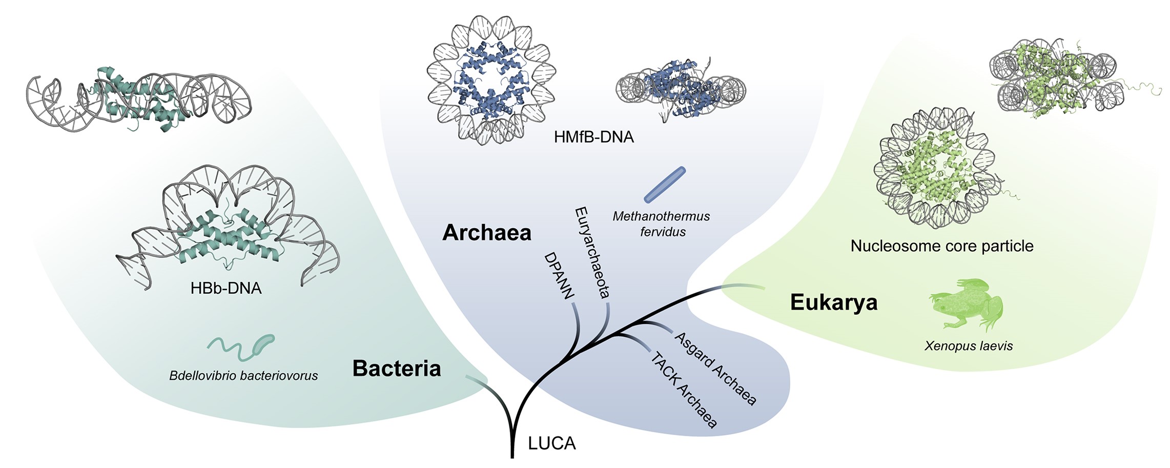 Not wrapping but folding: Bacteria also organise their DNA (but they do ...