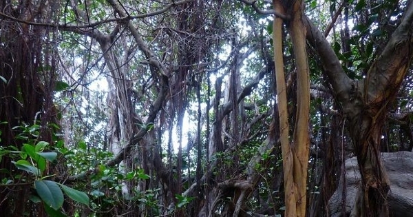 Lianen nemen de oerwouden over – en dat is vanuit de ruimte te zien - Universiteit Leiden