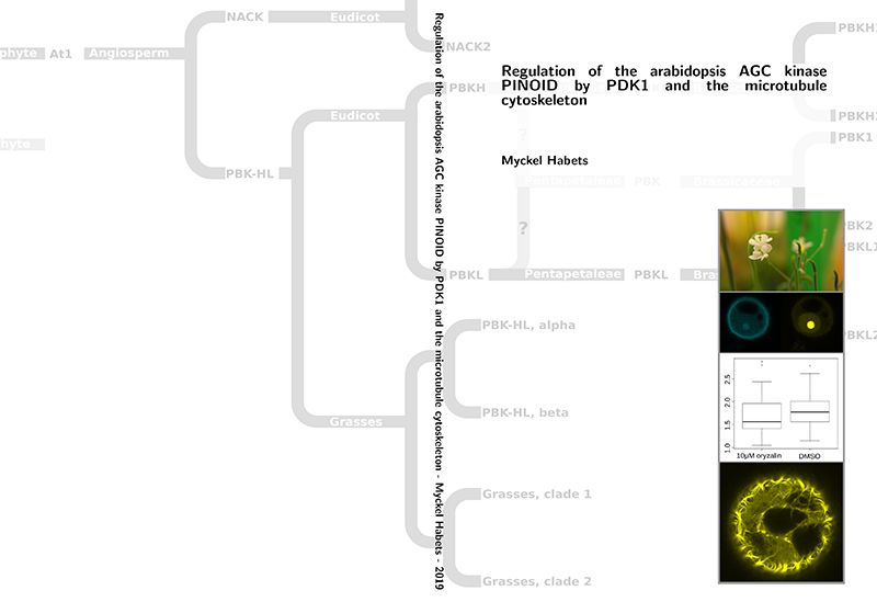 Regulation of the arabidopsis AGC kinase PINOID by PDK1 and the ...