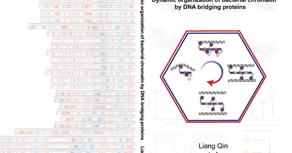 Dynamic organization of bacterial chromatin by DNA bridging proteins ...