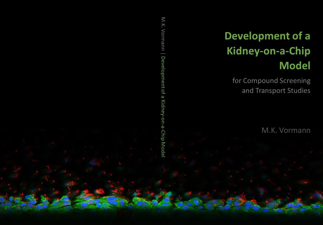 Development of a Kidney-on-a-Chip Model for Compound Screening and ...
