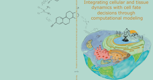 Integrating cellular and tissue dynamics with cell fate decisions ...