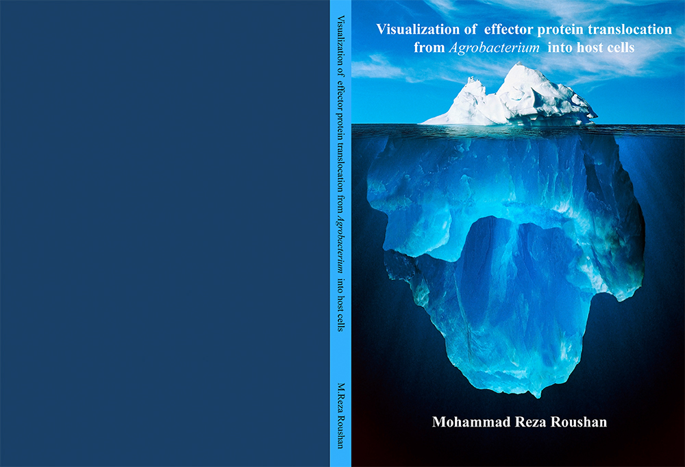 Visualization of effector protein translocation from Agrobacterium ...