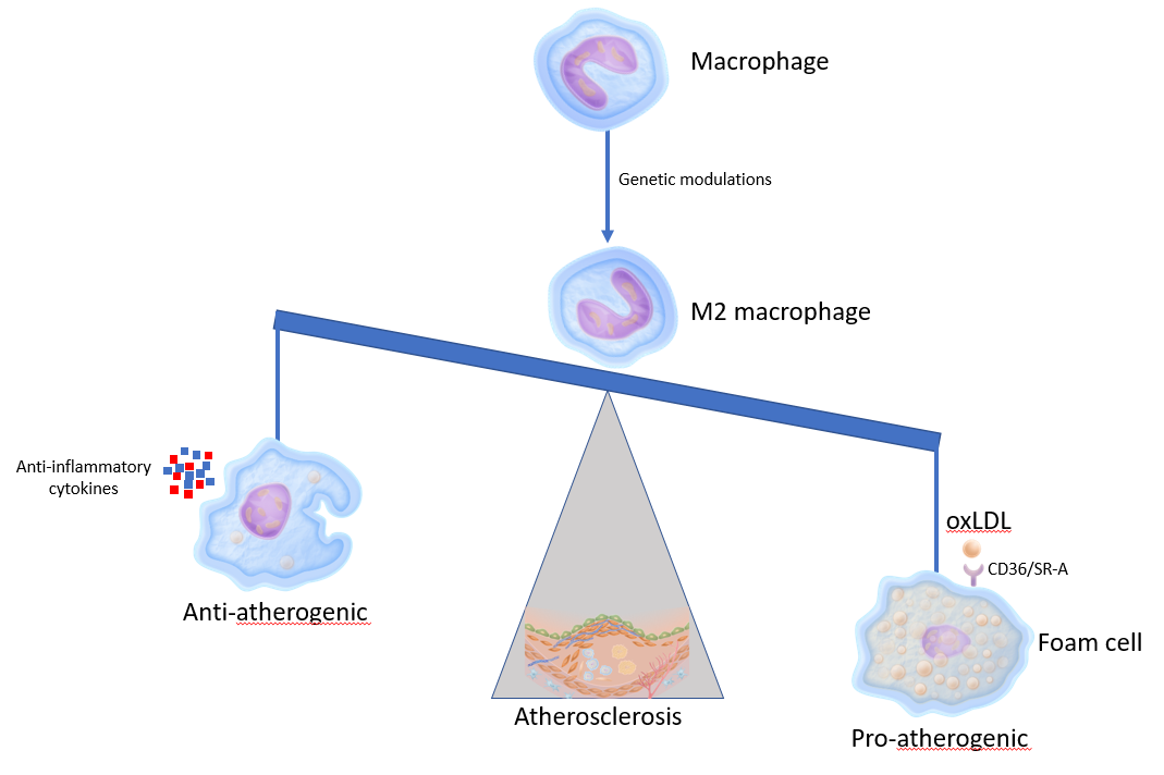 Altering the appearance of macrophages to prevent atherosclerosis ...