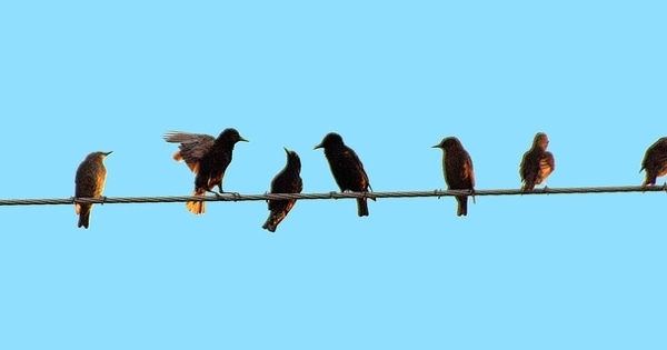 Rebekah Tromble gaat onderzoek leiden naar discussies op Twitter ...