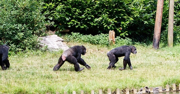 Chimpanzees recognise one another from their rear ends - Leiden University