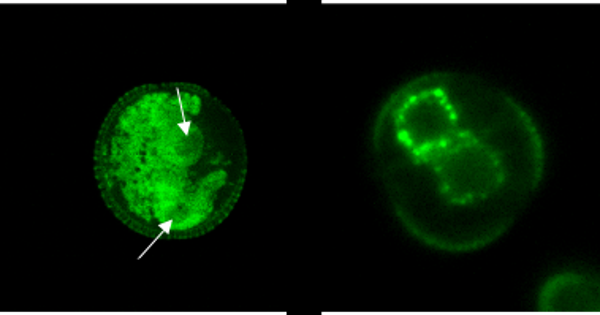Two-photon microscope captures plant cells - Leiden University